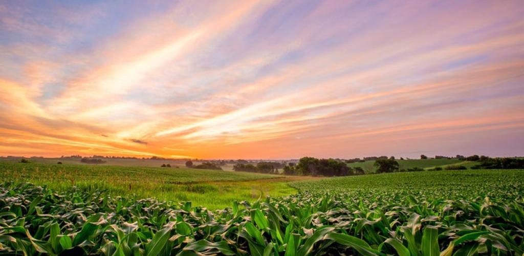 Guaranteed Renewable Vs. Non-Cancellable Disability Insurance Policy